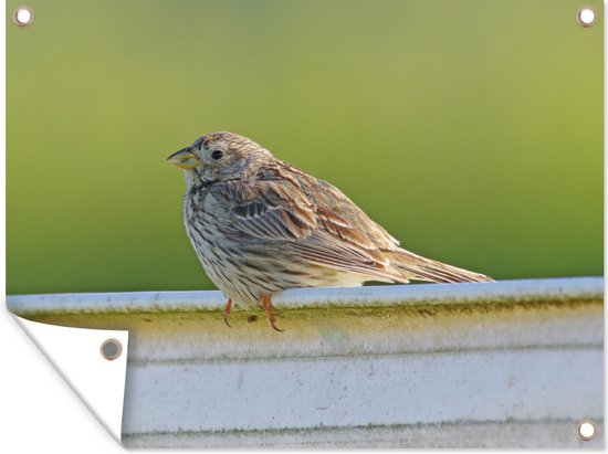 Beau nain gris assis sur une clôture blanche Affiche de jardin 40x30 cm ...