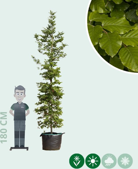 Groene beuk laagstam | Fagus sylvatica | Bomenbezorgd.nl | bol