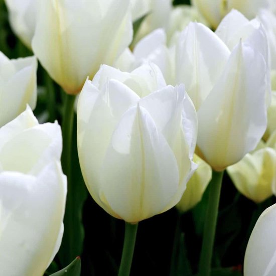 15 geeltinten en 15 witte tulpen | 30 Nadine s Happiness bloembollen | bol