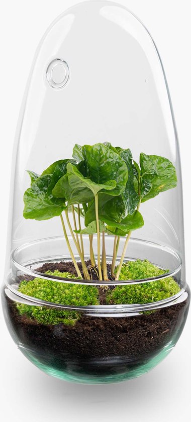 Terrarium - Egg Coffea - 25 cm - ↑ 35 cm - Ecosysteem plant ...