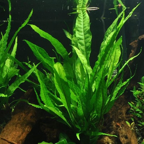 XL Aquariumplanten Set: 3 Verschillende, Eenvoudige Waterplanten voor ...