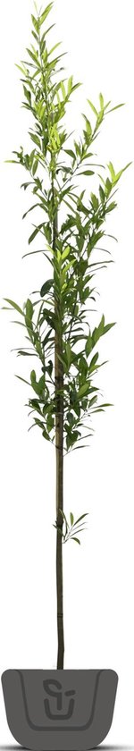 Laurier boom | hoogstam | Stamomtrek: 8-10 cm | bol