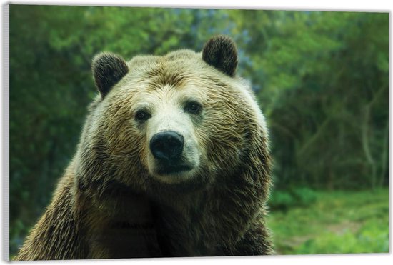 Plexiglas –Beer in het Bos– 40x30 (Wanddecoratie op Plexiglas) | bol.com