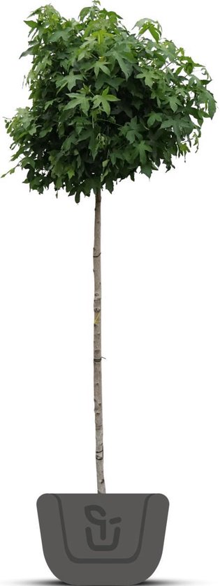 Bolamberboom | Liquidambar styraciflua Gumball | Stamomtrek: 8-10 cm | Stamhoogte: 150 cm | bol.com
