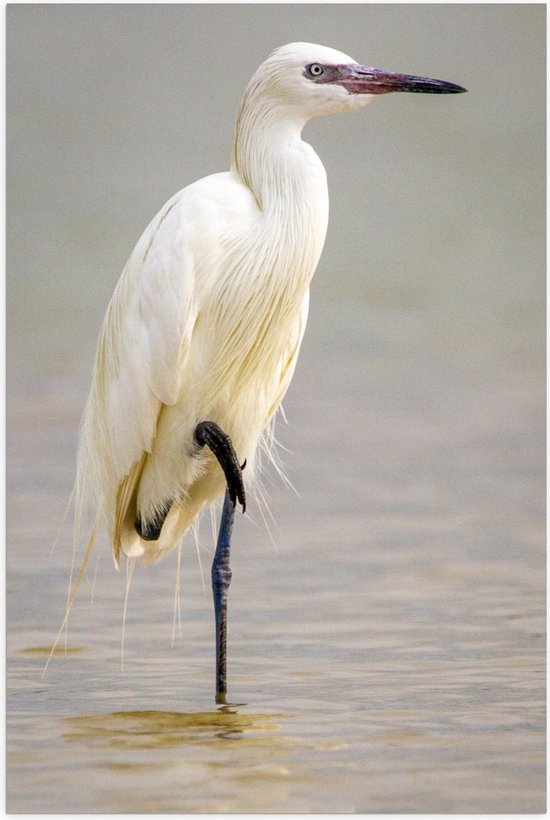 Poster – Witte Reiger - 40x60cm Foto op Posterpapier | bol