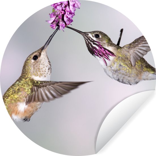 WallCircle - Muurstickers - Behangcirkel - Kolibrie - Bloem - Roze - 50x50 cm -... | bol