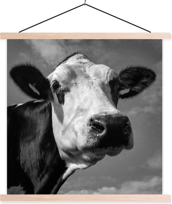 Een Friese koe met een witte kop - zwart wit | bol.com