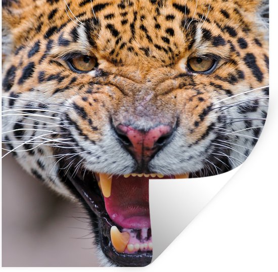 Muurstickers - Sticker Folie - Jaguar - Macro - Dier - 120x120 cm ...