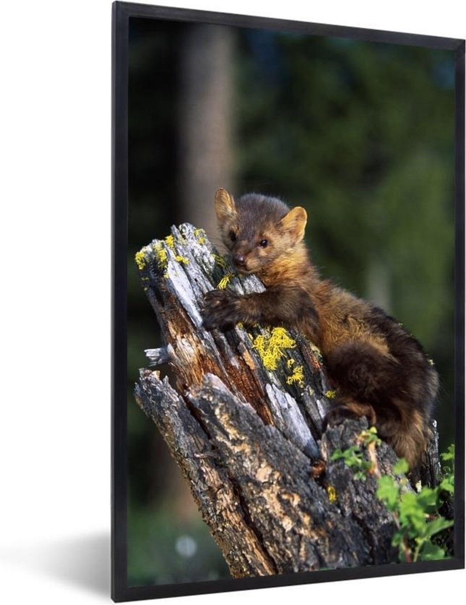 Fotolijst incl. Poster - Marter - Boom - Bos - 60x90 cm - Posterlijst ...