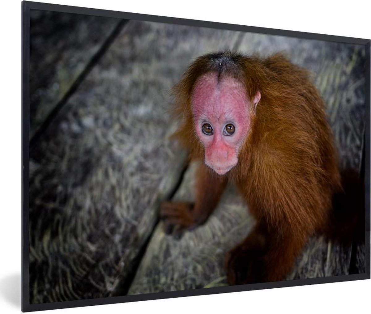 Poster met lijst Oeakari - Rode oeakari aap kijkt omhoog - fotolijst ...