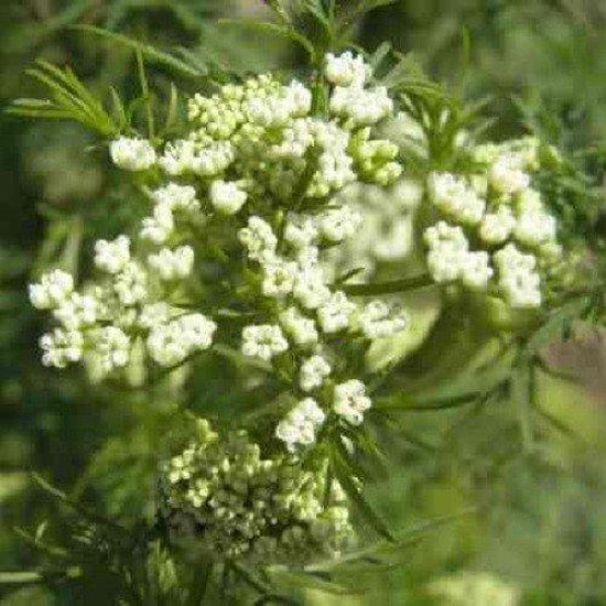 Komijn Poeder kiemarm - 1 Kg - Holyflavours | bol