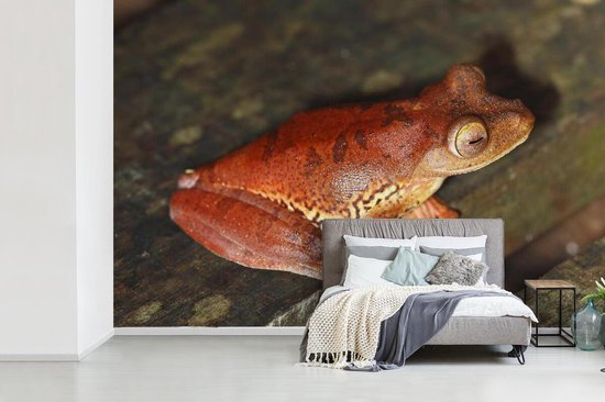 Behang - Fotobehang - Bruine kikker op hout - Breedte 330 cm x hoogte ...