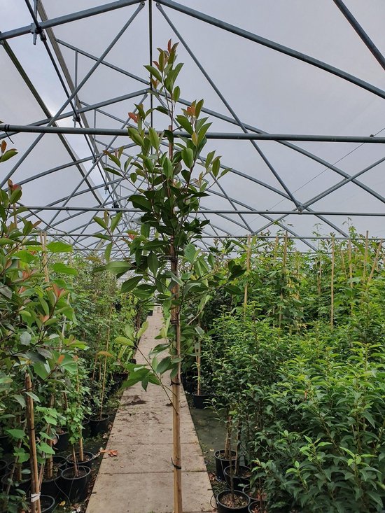 Photinia fraseri Red Robin | boom | Stamomtrek: 6-8 cm | bol