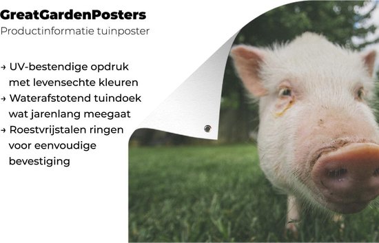Posters de jardin extérieur Cochon - Gros plan - Herbe - 90x60 cm ...