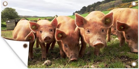 Poster de jardin Cochon - Herbe - Animal - 80x40 cm - Décoration murale ...