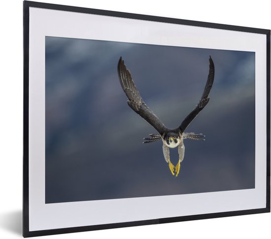 Fotolijst incl. Poster - Slechtvalk - Vogel - Veren - 40x30 cm ... Fotolijst incl. Poster - Slechtvalk - Vogel - Veren - 40x30 cm ...