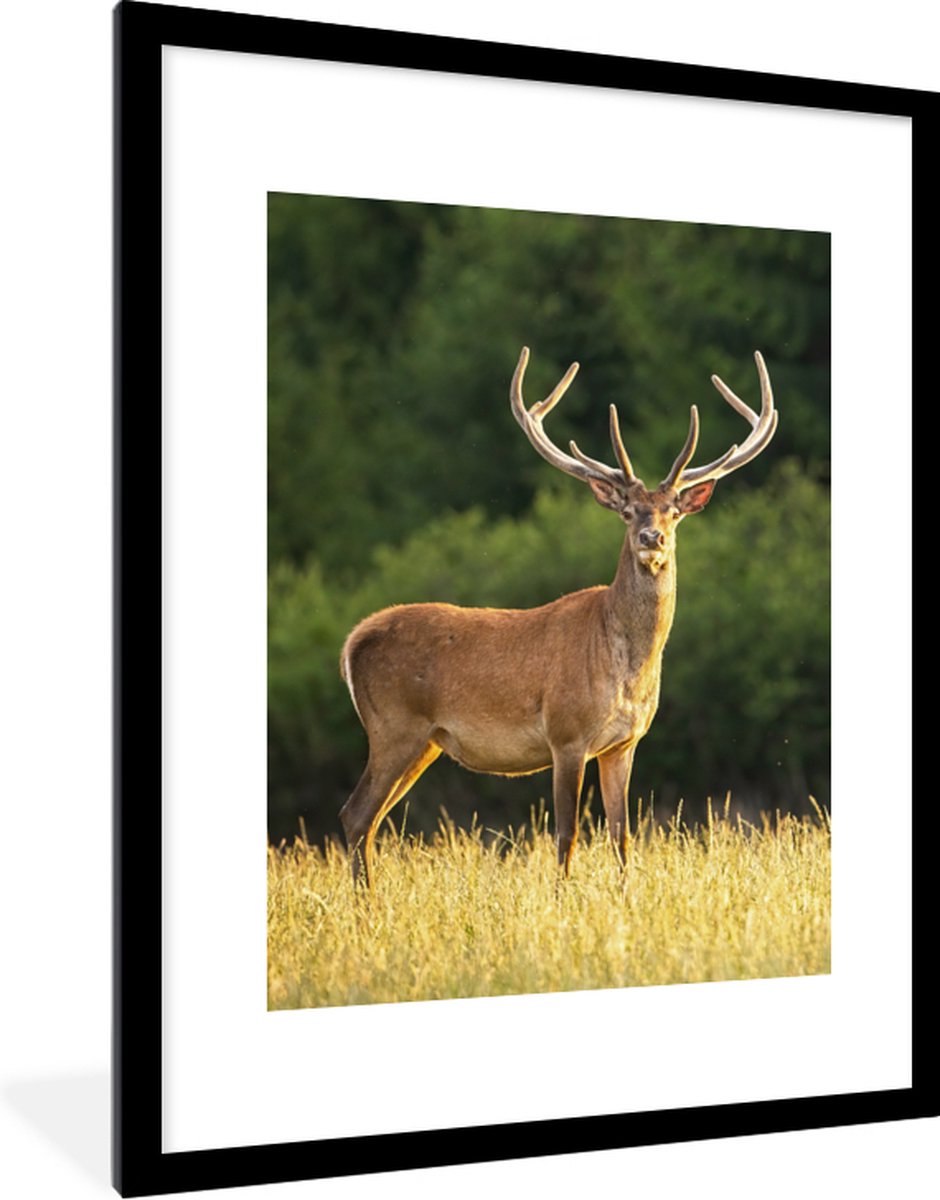 PosterMonkey - Fotolijst - Hert - Natuur - Weide - Bos - Natuur ...