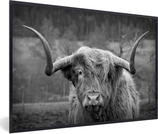 Cadre photo avec affiche - Scottish Highlander - Tête de vache ...
