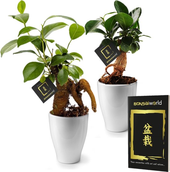 vdvelde.com - Mini Bonsai boompjes - Ficus Ginseng - 2 Mini Plantjes ...