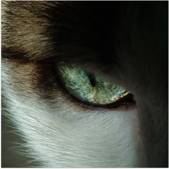 WallClassics - Poster Glossy - Close-Up - Eye of a Cat - 50x50 cm Photo ...