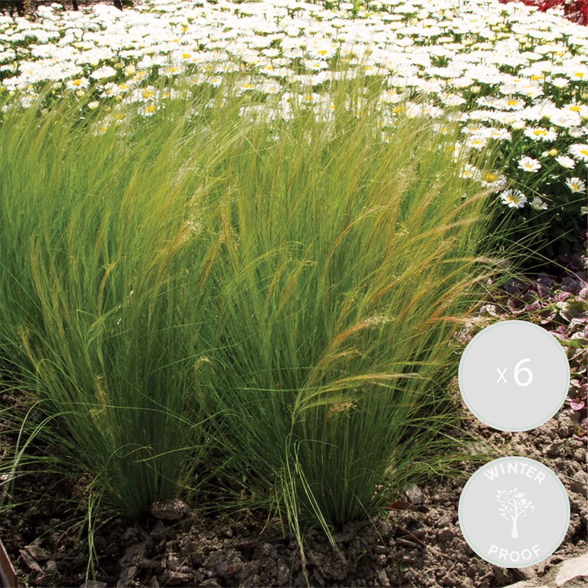 6x Stipa tenuifolia 'Ponytails' - Vedergras - Siergrassen - Winterhard ...