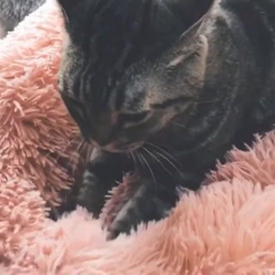 Snoozle Kattenmand - Zacht en Luxe Poezenmand - Kattenmandje rond ...