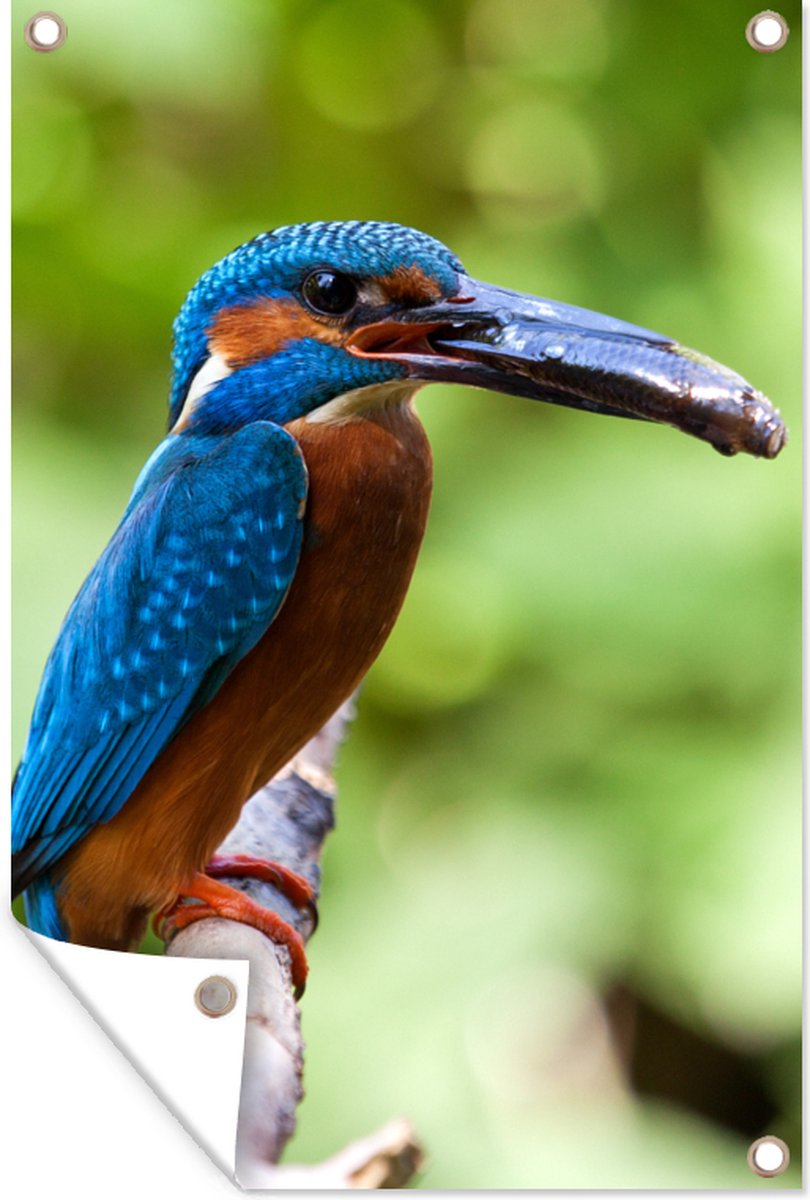 Décoration de jardin Martin-pêcheur - Poisson - Arbre - 40x60 cm ...