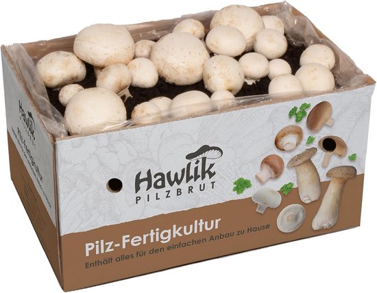Witte Champignons Kweekset Groot: Zelf Verse Paddenstoelen Kweken voor ...