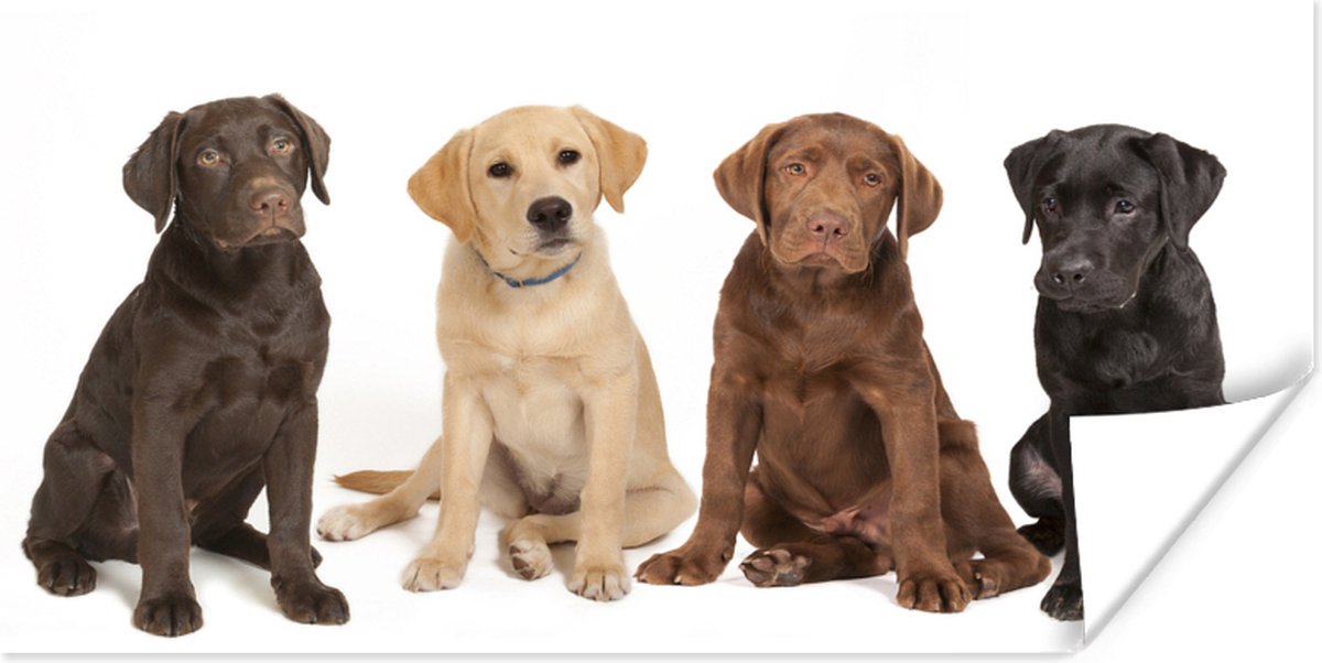 Poster 4 verschillende kleuren Labrador Retriever pups - 150x75 cm ...