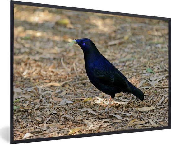 Fotolijst incl. Poster - Prieelvogel op de grond met nestmateriaal ...