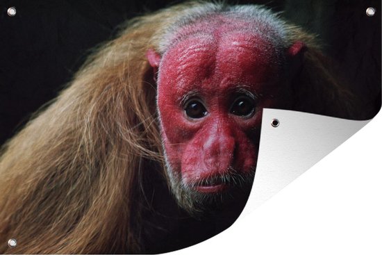 Gros plan d'une affiche de jardin de singe oeakari rouge toile lâche ...