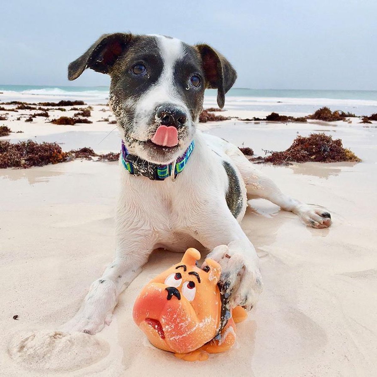 Lanco hondenspeelgoed Bulldog Groot | bol.com