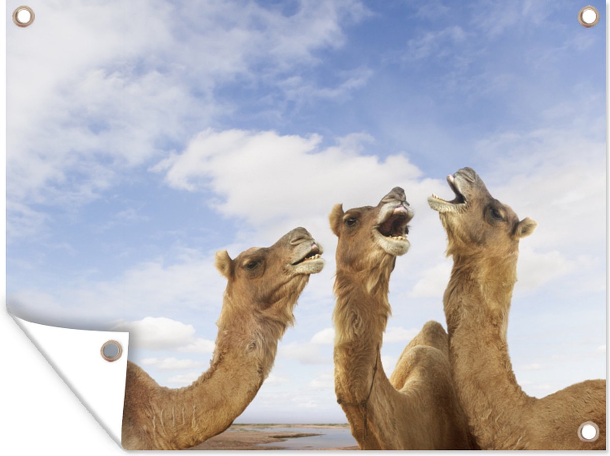 Tuin decoratie Kamelen in India - 40x30 cm | bol.com