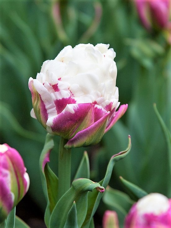 20x Tulpen 'Ice cream' - BULBi® bloembollen en planten met ...