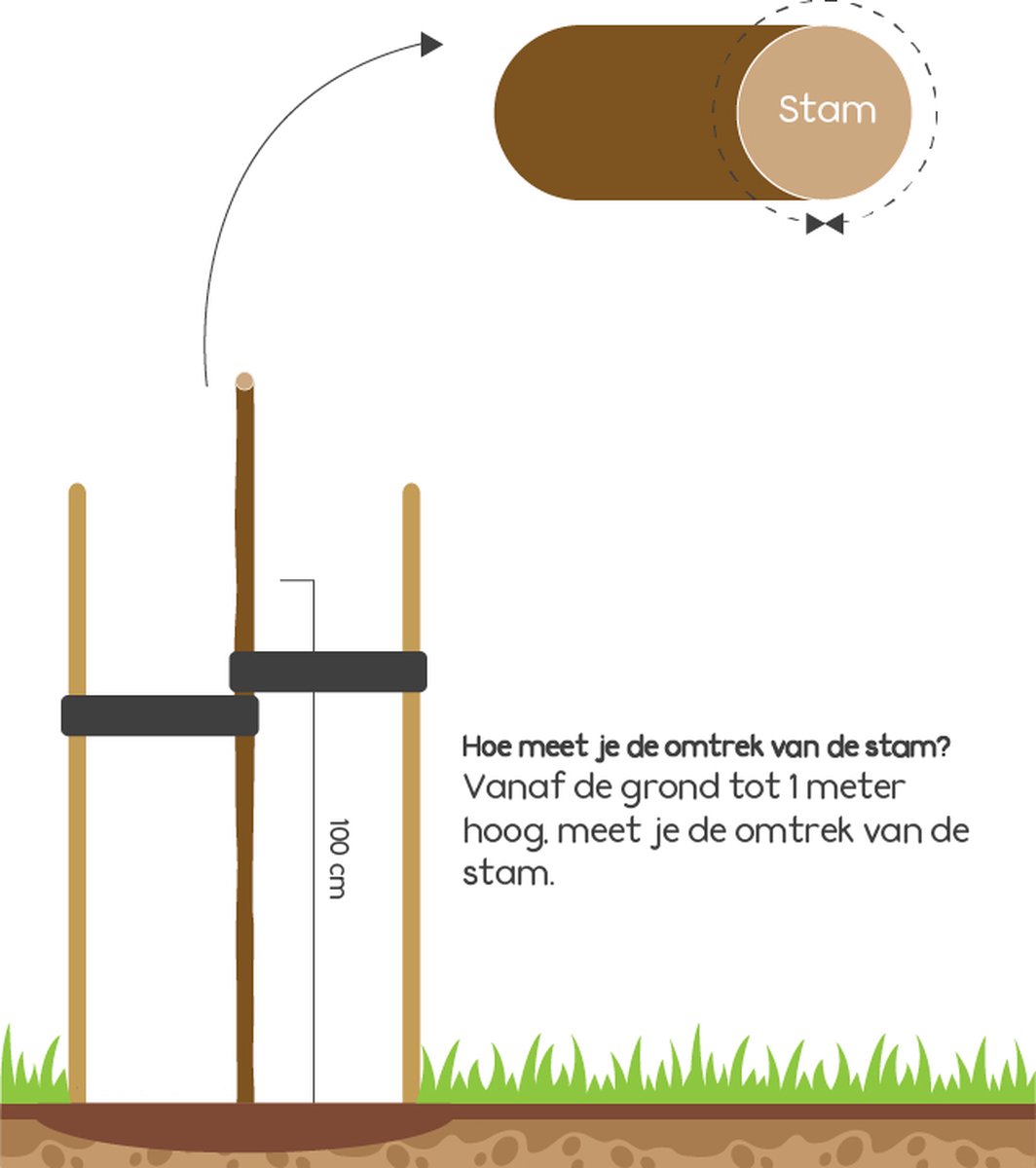 Leilinde | Tilia europea Pallida - in pot | Stamomtrek: 10-12 cm ...