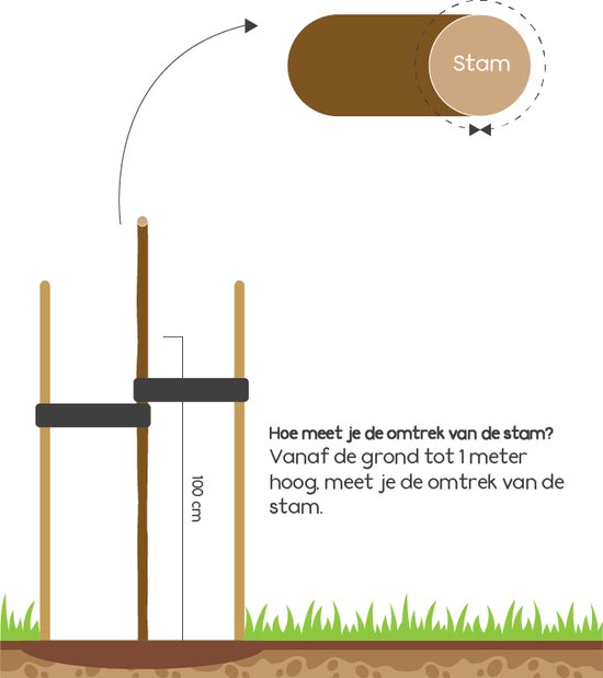 Leilinde | Tilia europea Pallida - in pot | Stamomtrek: 10-12 cm ...