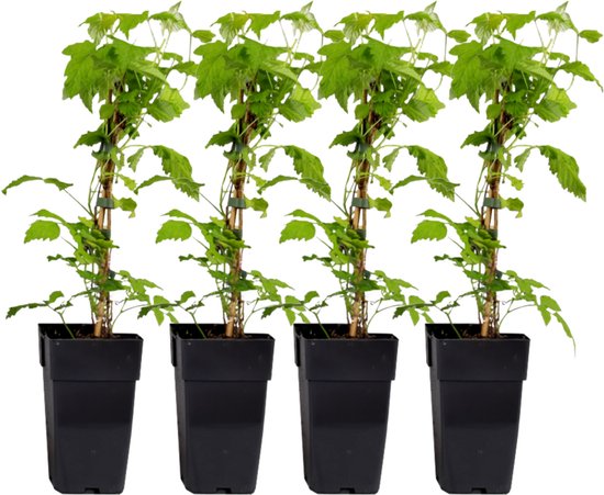Plant in a Box - Rubus idaeus 'Malling Promise' - Set van 4 - Framboos ...