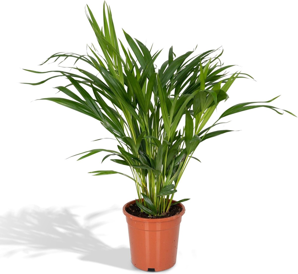 Hello Plants Dypsis Lutescens - Ø 17 cm - Hoogte: 60 cm - Areca Palm ...