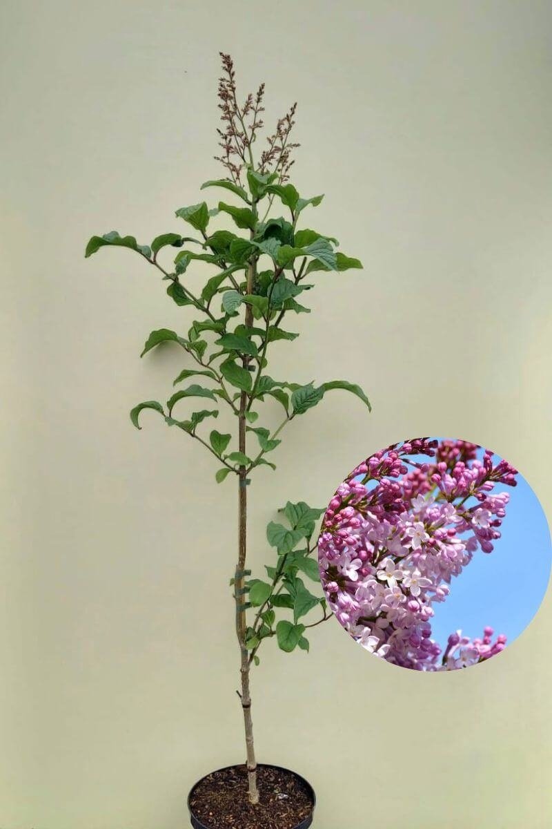 Jonge Hongaarse Sering Boom | Syringa josikaea | 100-150cm hoogte | bol.com