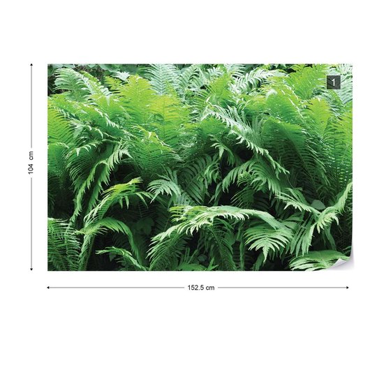 Fotobehang - Vlies Behang - Groene Varens - Planten - 152,5 x 104 cm | bol