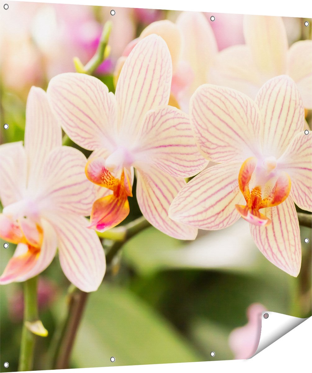 Gards Tuinposter Gestreepte Witte Orchidee Bloemen - 120x120 cm ...