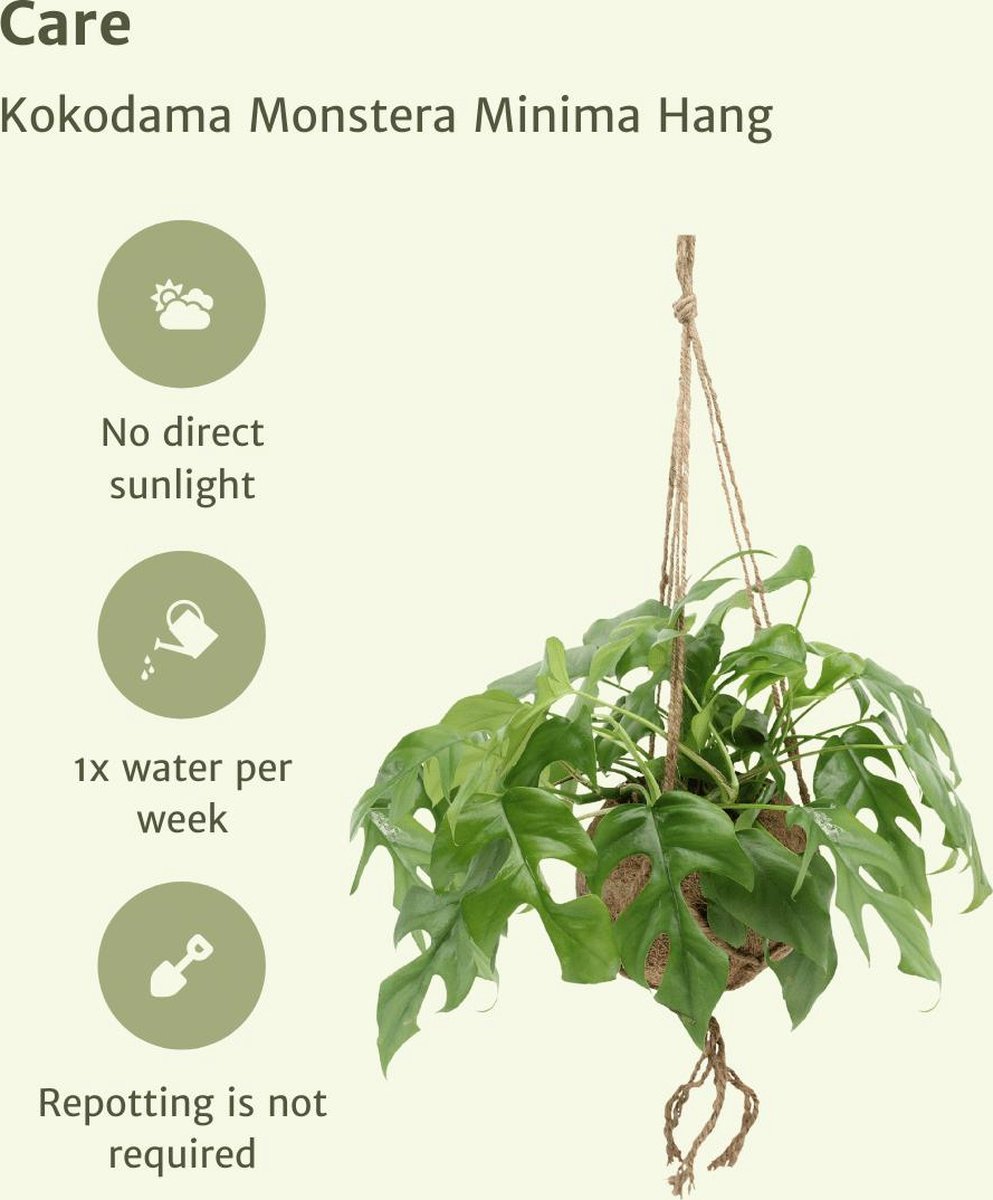 Hello Plants Monstera Minima Hangplant - 2 Stuks - Ø 15 cm - Hoogte: 25 cm - Gatenplant | bol.