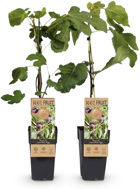 Green boutiQ - Fruitplant - Vijgenboom - Ficus caria Little mis Figgy ...