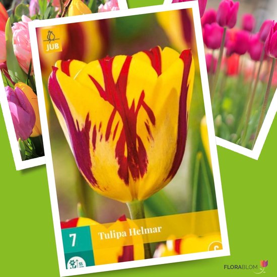 Tulp Helmar - Tulipa | bol