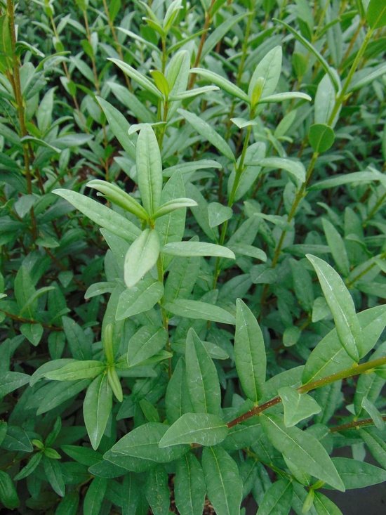 Wintergroene liguster 100-125 cm (in pot) - Ligustrum v. 'Atrovirens' - Ø26 cm | bol