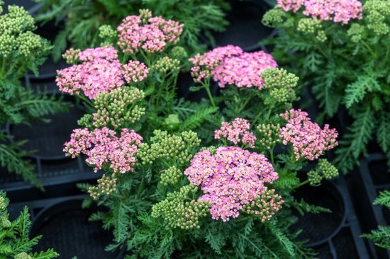 Set van 3 | Achillea millefolium Milly Rock Rose - 0.7 liter pot | bol