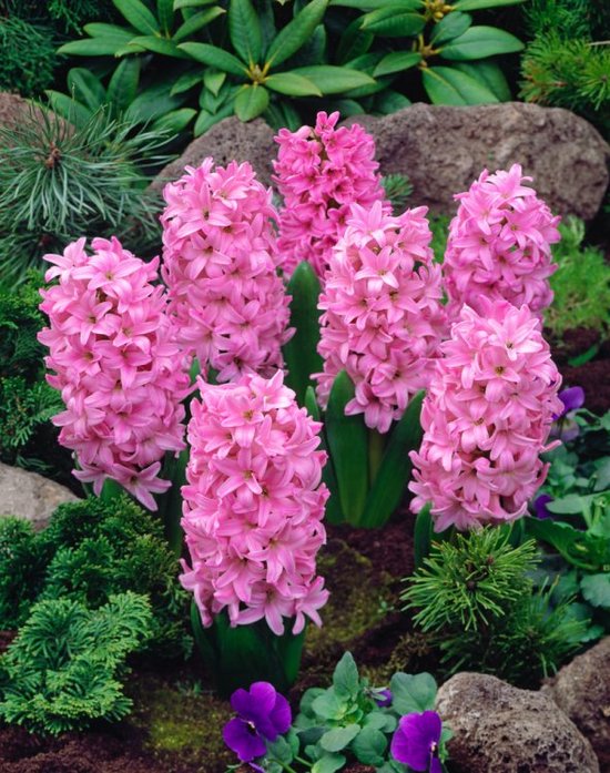 1 stuk(s) | Hyacinthus orientalis 'Pink Surprise' Bol cm 50 Stuks | bol