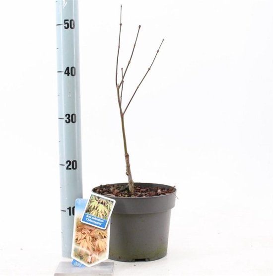 Acer palmatum 'Chitoseyama' C3 30-35 cm | bol.com