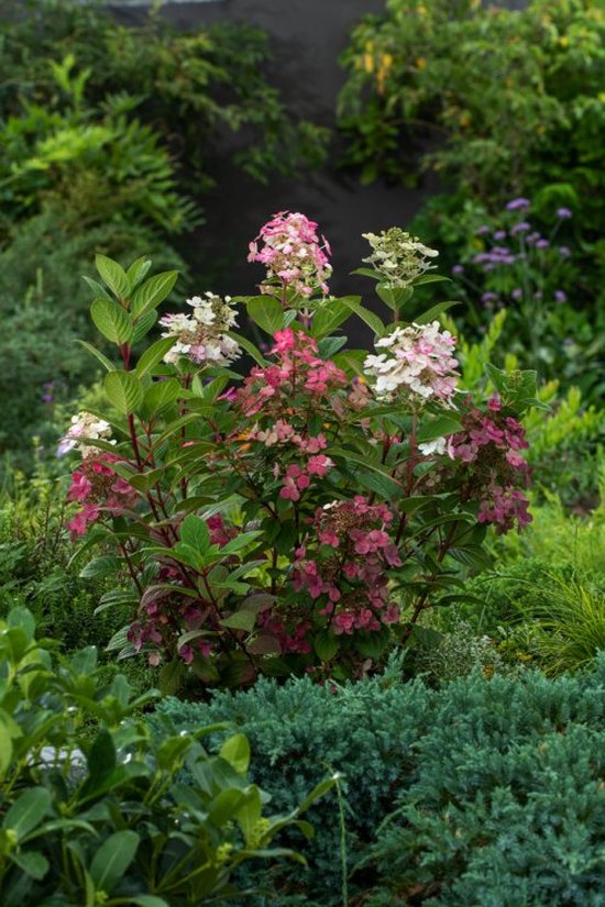 1 stuk(s) | Hydrangea paniculata Little Quick Fire C3 30-40 cm | bol.com