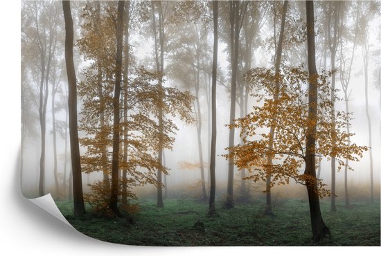 Fotobehang Bos In Mist | bol